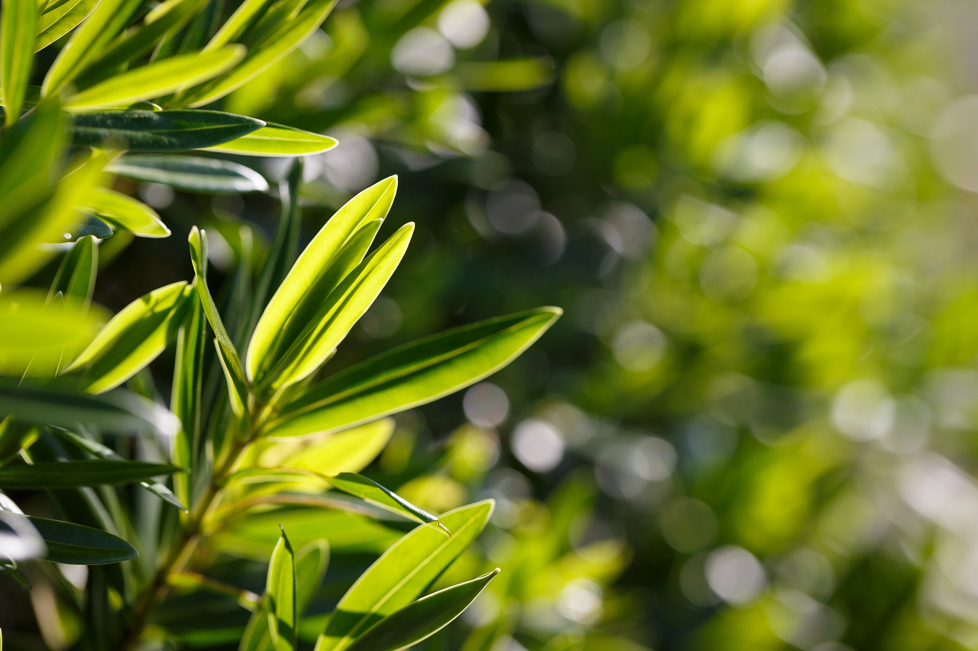 5 Essential Oils for Green Cleaning | Faithful to Nature Blog