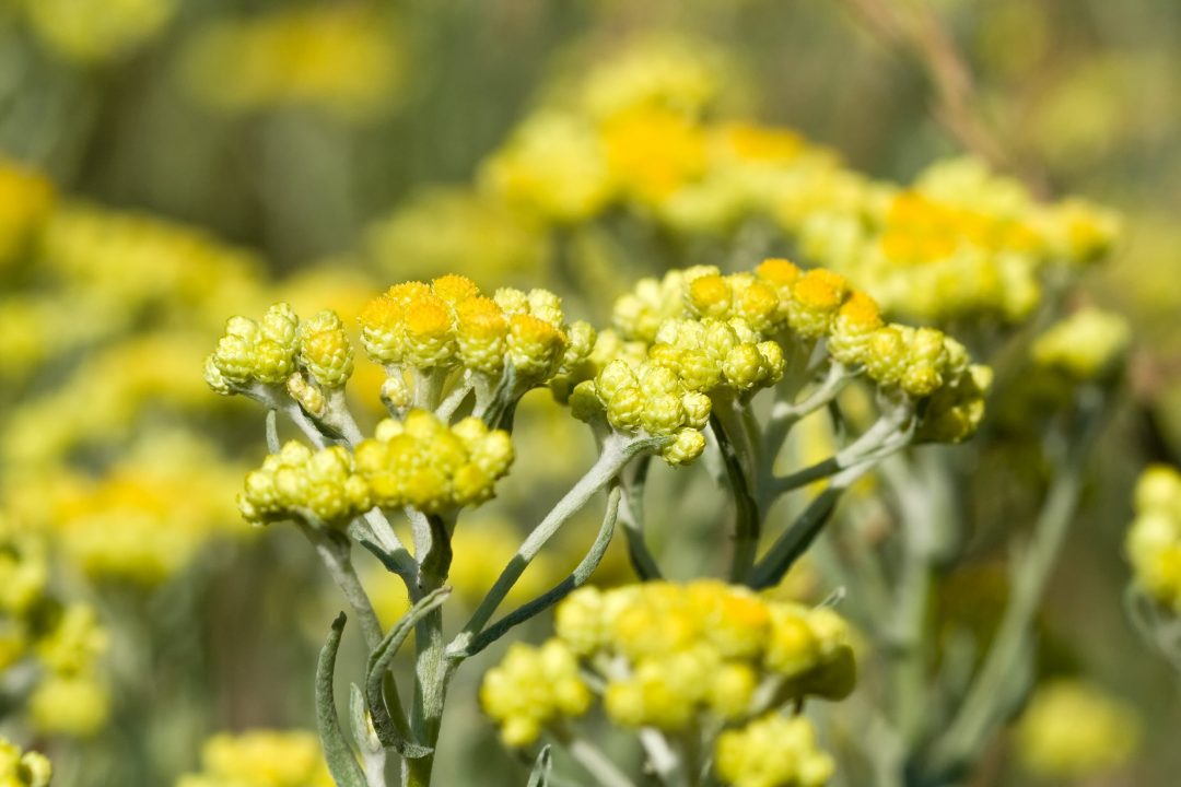 Our Fabulous Indigenous Fynbos Pharmacy - Faithful To Nature