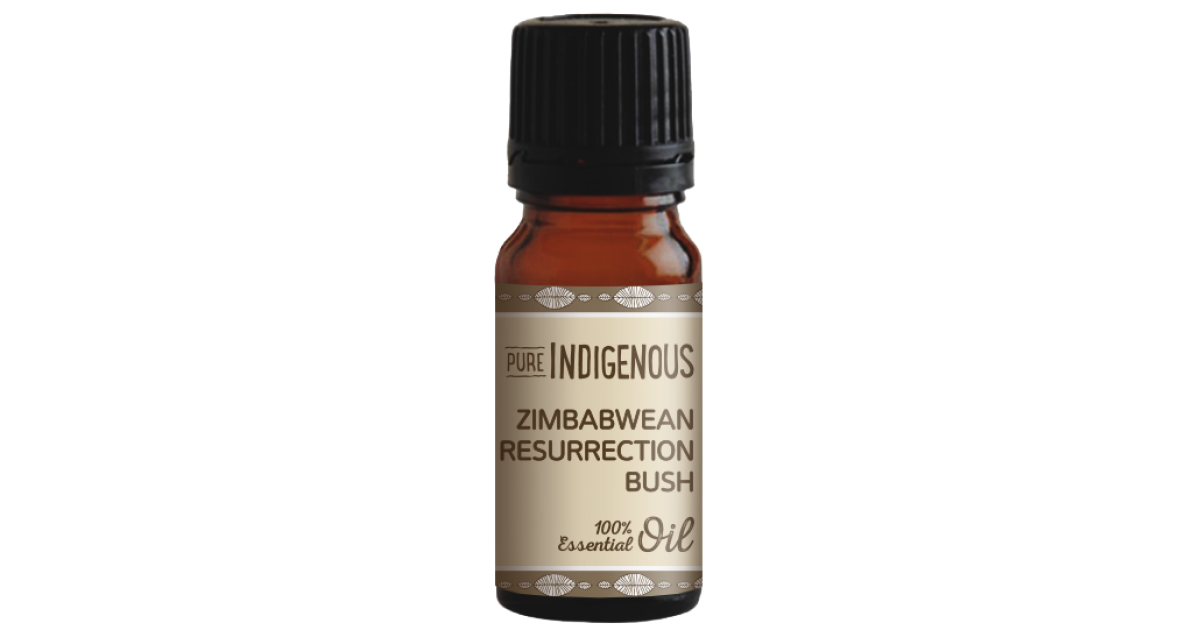 Buy Pure Indigenous Zimbabwean Resurrection Bush Essential Oil Online ...